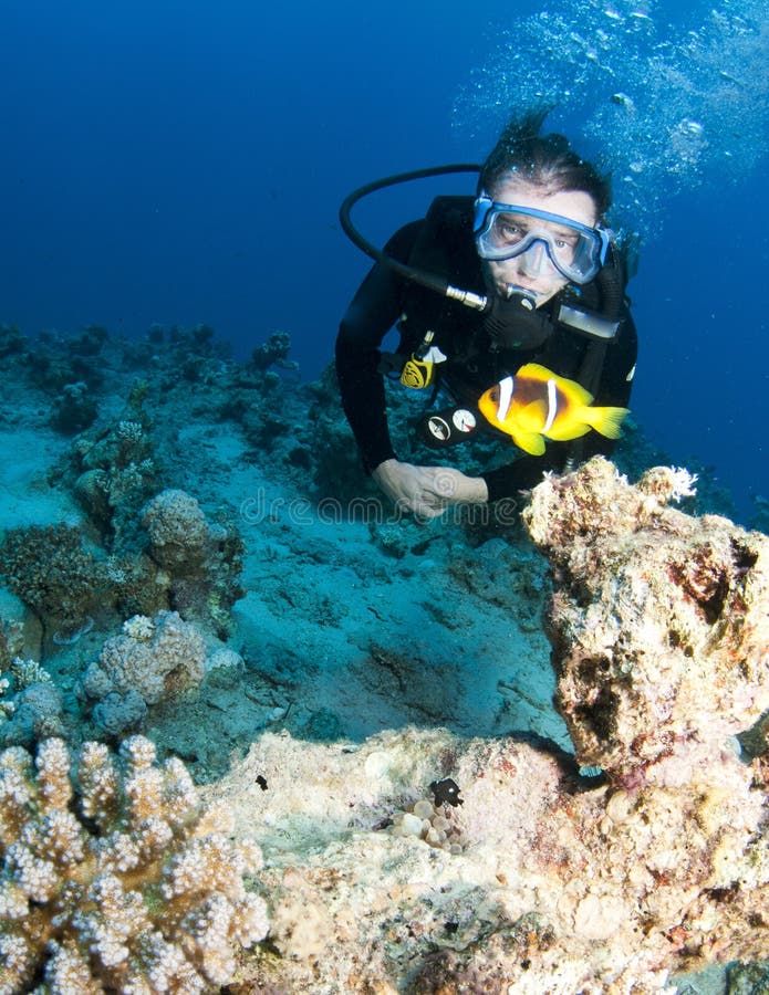 Nemo and scuba diver stock photo. Image of group, environment - 14611736