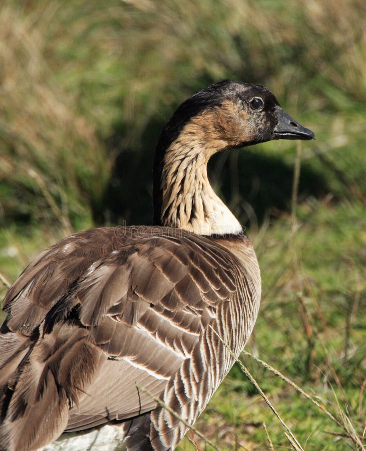 Nene stock image. Image of species, park, sensitive, hawaii - 1659037
