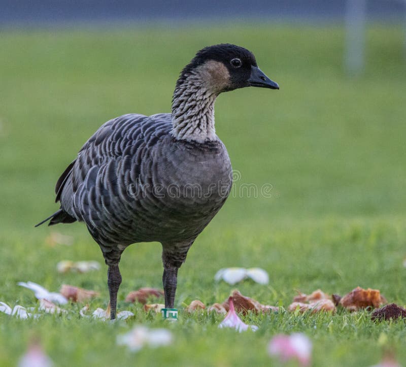 A Nene on the Big Island stock photo. Image of hawaiian - 132000694