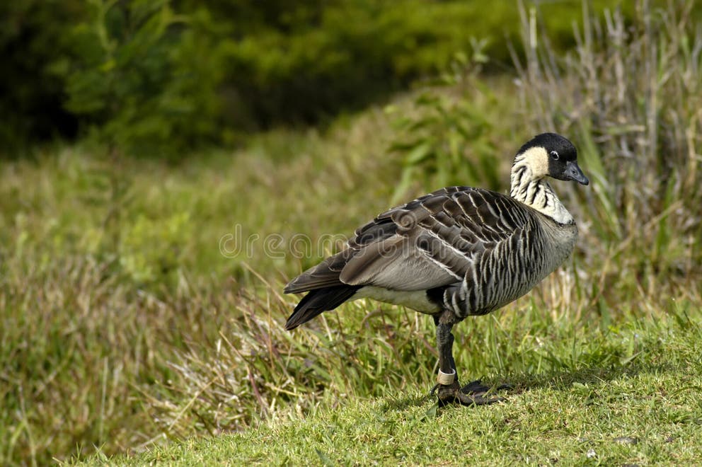 Nene Endangered and Protected Stock Photo - Image of proud, monitored ...