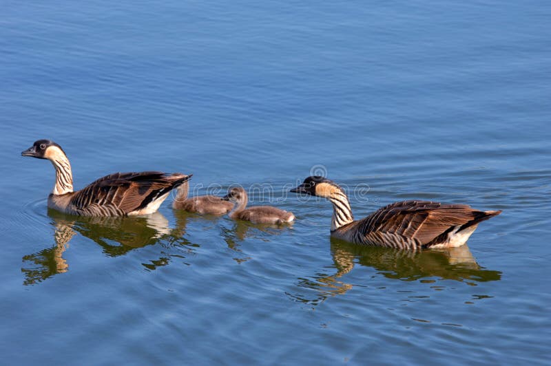 Nene Family stock photo. Image of tourism, geese, group - 23295480