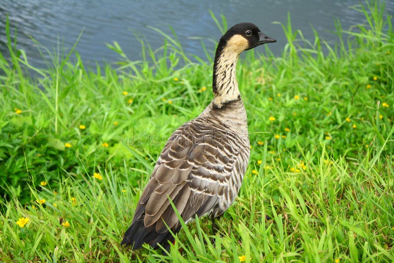 NeNe Goose stock photo. Image of sounds, female, hunts - 15028582