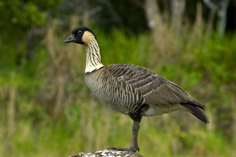 Nene goose stock image. Image of bird, kauai, feathers - 488705