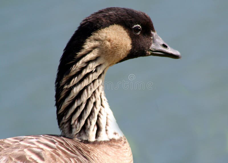 Hawaiian Nene Goose stock photo. Image of kauai, goose - 26387670