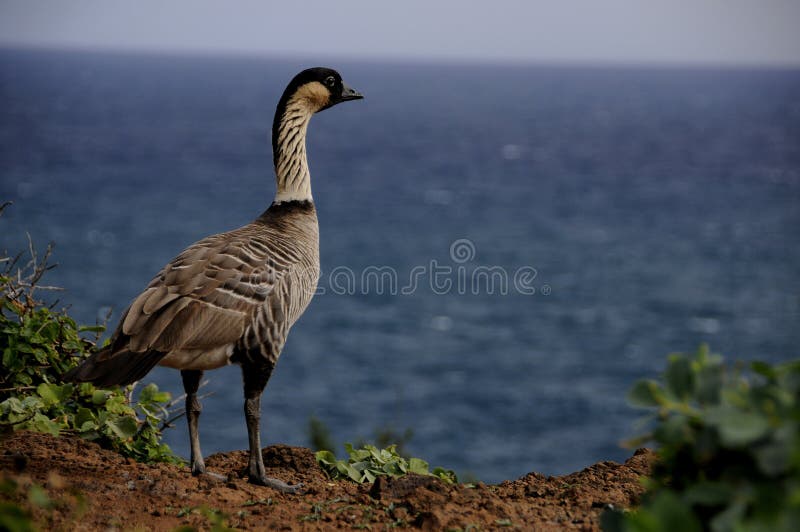 Hawaiian Nene Goose stock photo. Image of kauai, goose - 26387670