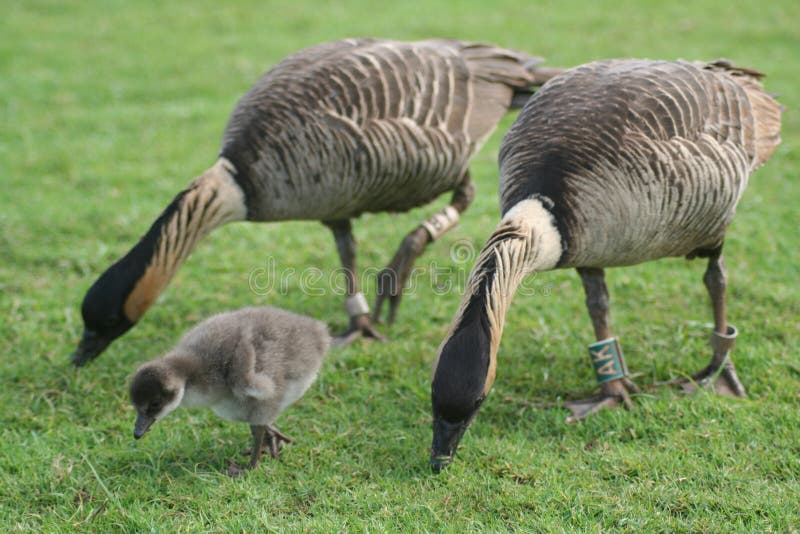 Hawaiian Nene Goose stock photo. Image of kauai, goose - 26387670