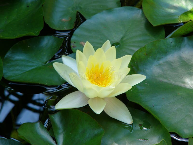 Nenuphar photo stock. Image du pétale, jardin, été, lame - 10565092