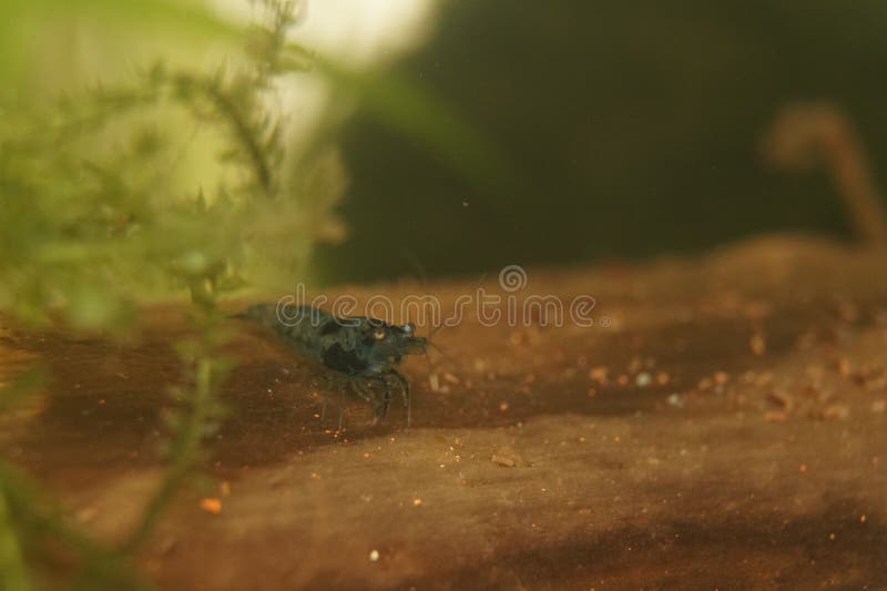 Neocaridina Davidi Shrimp Walking on Sand Stock Image - Image of ...