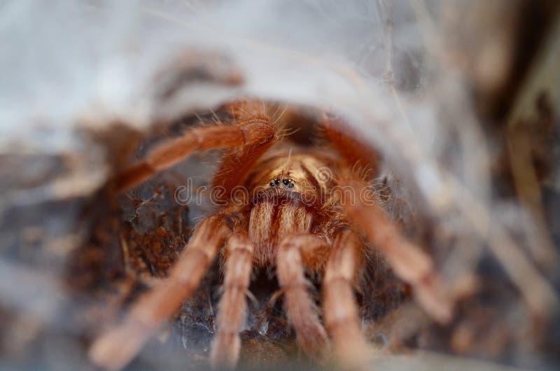Neoholothele Incei Gold Close Up Stock Image - Image of organism ...