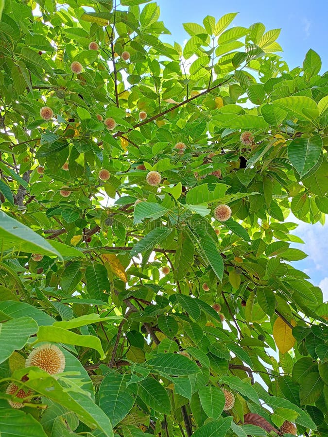 Neolamarckia cadamba stock image. Image of green, flower - 333080253