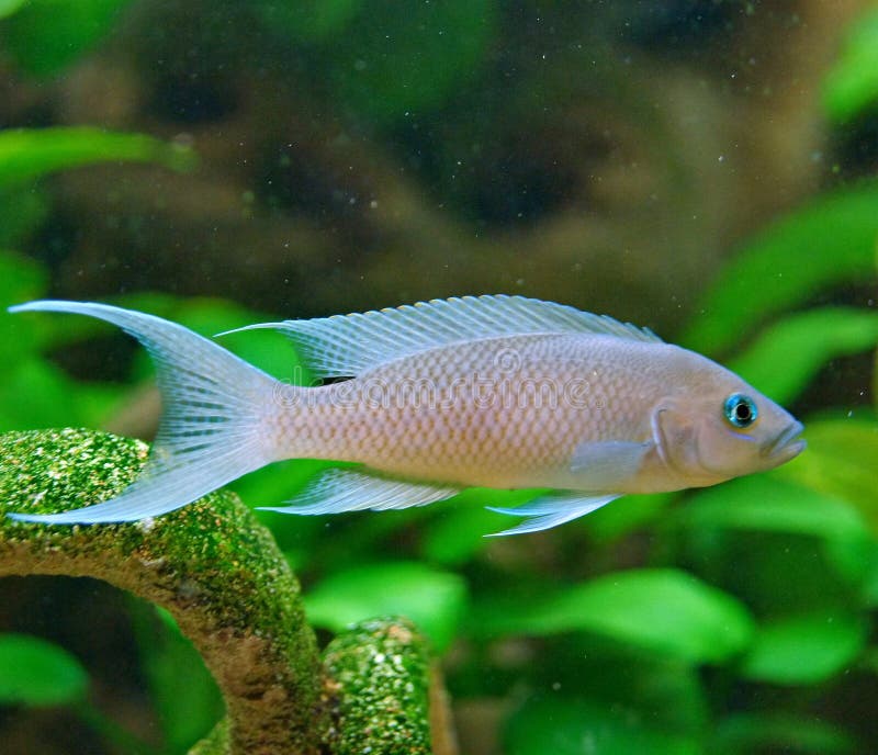 Neolamprologus gracilis stock photo. Image of fish, neolamprologus ...