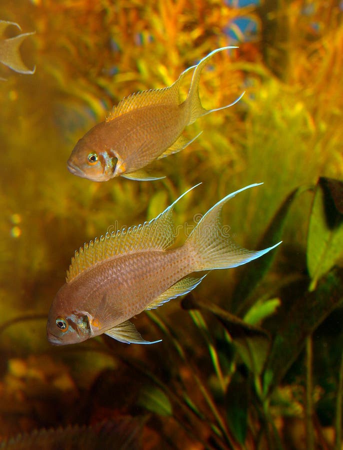 Neolamprologus pulcher stock image. Image of scales, fish - 9116665