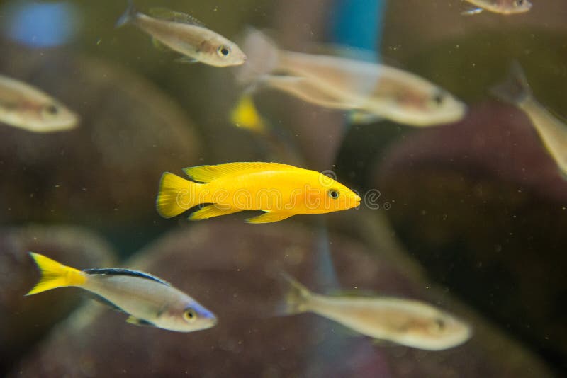 Crystal Red Shrimp stock photo. Image of crystal, fish - 25668068
