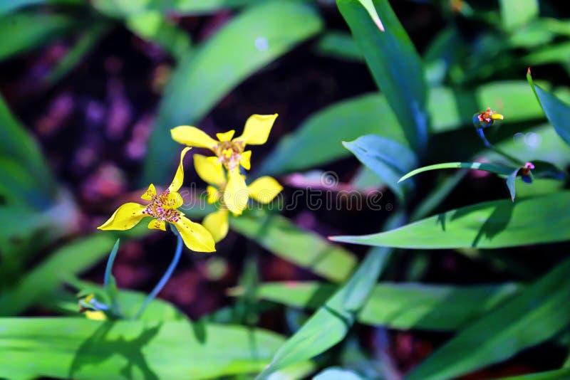 Neomarica Longifolia Link & Otto Stock Photo - Image of floral, decor ...