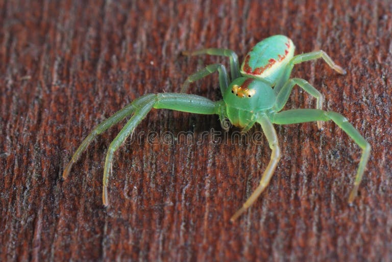 1,090 Neon Spider Stock Photos - Free & Royalty-Free Stock Photos from ...