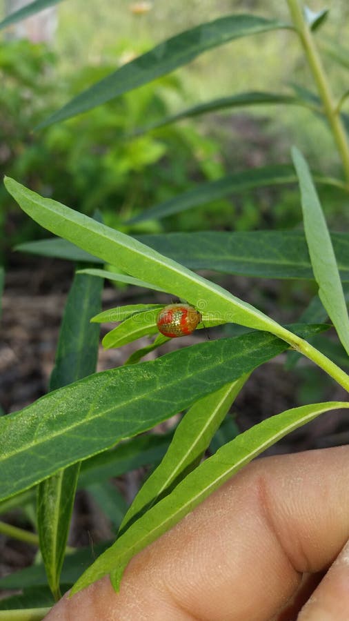 Neon Beetle Exotic Stock Photos - Free & Royalty-Free Stock Photos from ...