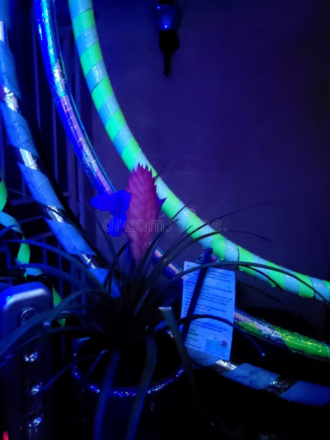 Neon bloom stock image. Image of glowing, blacklight - 139992999