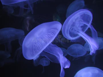 Neon Blue Jellyfish Against Black Background Stock Photo - Image of ...