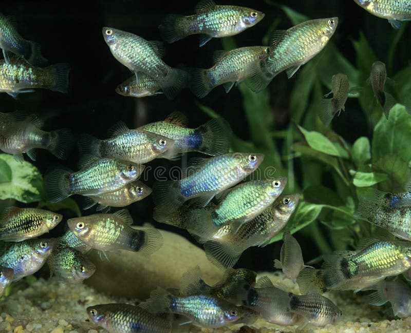 Platy Neon Blue Wagtail Xiphophorus Maculatus Mickey Mouse Platy ...