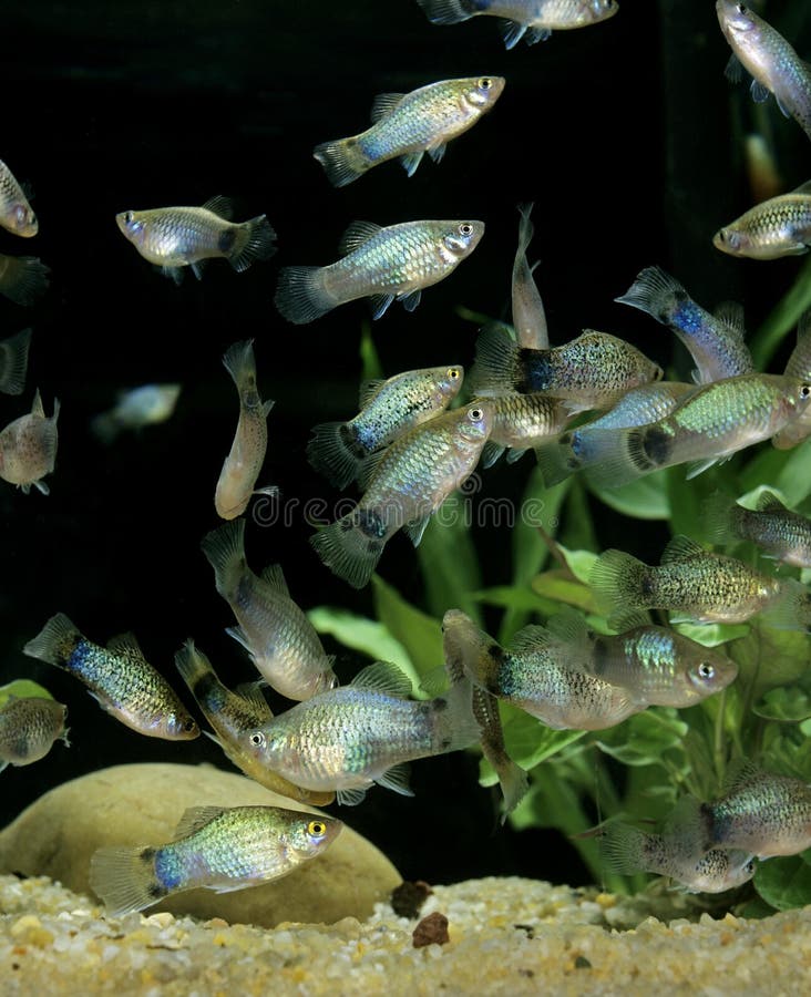 Platy Neon Blue Wagtail Xiphophorus Maculatus Mickey Mouse Platy ...