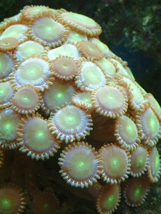 Neon Button Polyps stock image. Image of saltwater, reef - 1778879