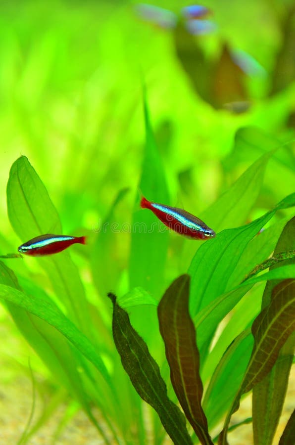 Neon Cardinal - Red Tetra Fish Stock Photo - Image of majestic, colored ...