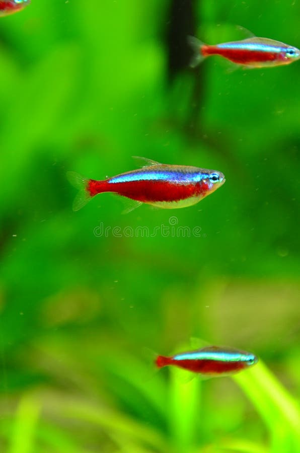 Cardinal fish aquarium stock photo. Image of axelrodi - 2251378