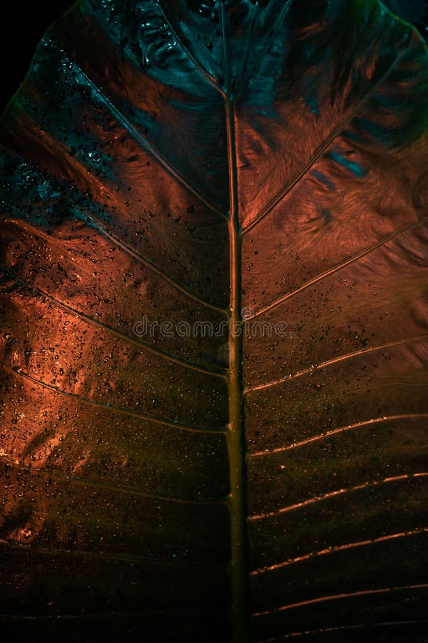 Palm Leaves Under Neon Lighting, Tropical Leaves Backgroud Stock Photo ... Palm Leaves Under Neon Lighting, Tropical Leaves Backgroud Stock Photo ...