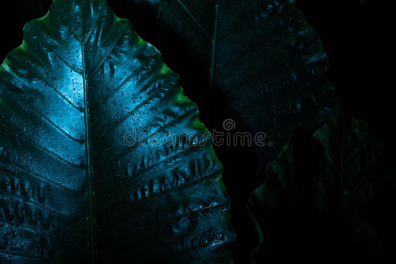 Palm Leaves Under Neon Lighting, Tropical Leaves Backgroud Stock Photo ... Palm Leaves Under Neon Lighting, Tropical Leaves Backgroud Stock Photo ...