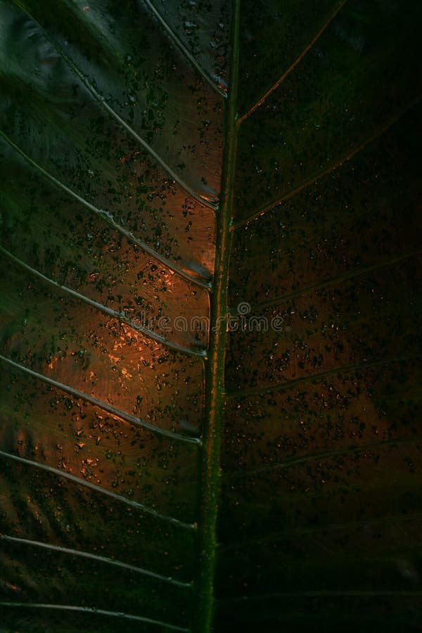 Wet Palm Leaves Under Neon Lighting, Tropical Leaves Backgroud Stock ... Wet Palm Leaves Under Neon Lighting, Tropical Leaves Backgroud Stock ...