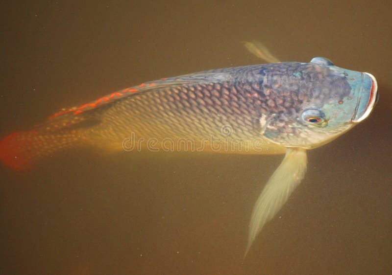 Neon Colored Fish in the Everglades Stock Image - Image of swamp, water ...
