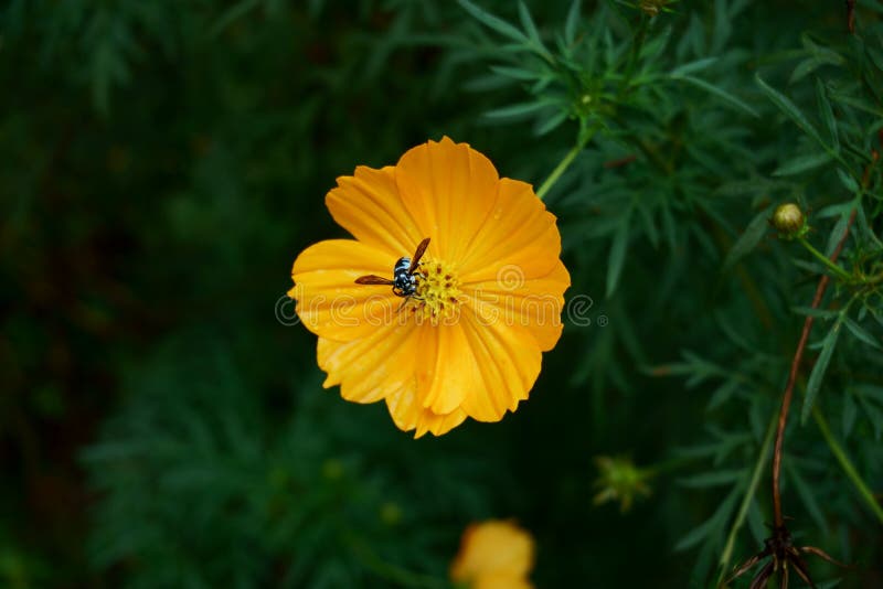 Neon Cuckoo Bee Aka Thyreus Nitidulus Drinking Nectar from a Yellow ...