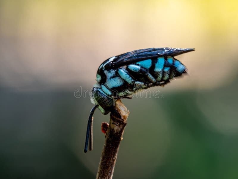 A Neon Cuckoo Bee Sleeping on a Dry Rose Stalk Stock Photo - Image of ...