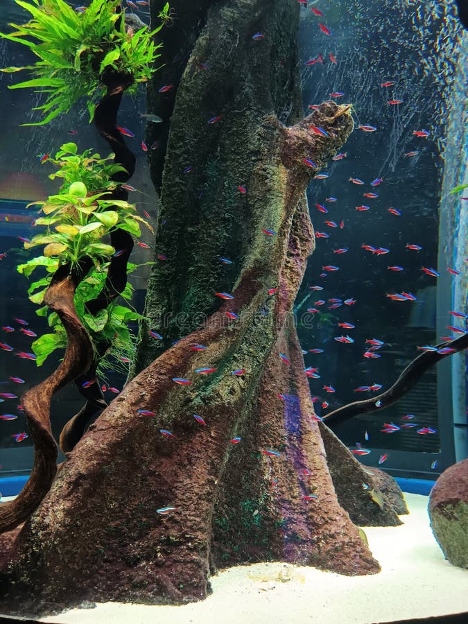 Neon fish in aquarium stock photo. Image of leaf, jungle - 273886436