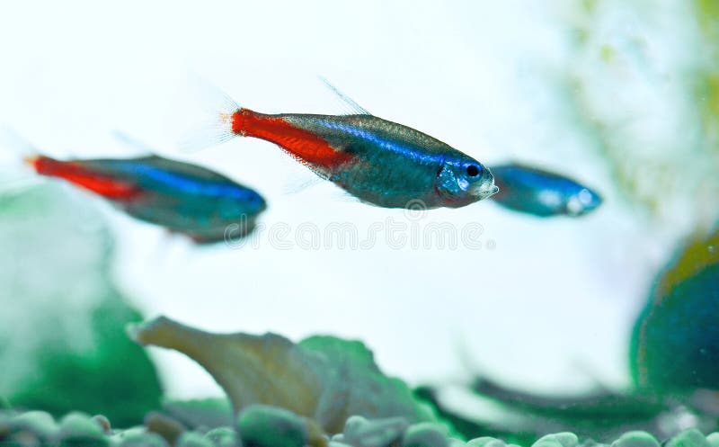Neon Fish stock image. Image of little, fishes, fish - 215772891
