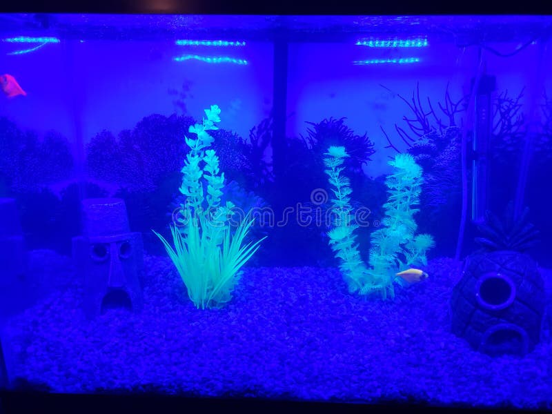 Tired fish stock image. Image of fish, pollution, ruins - 49178067