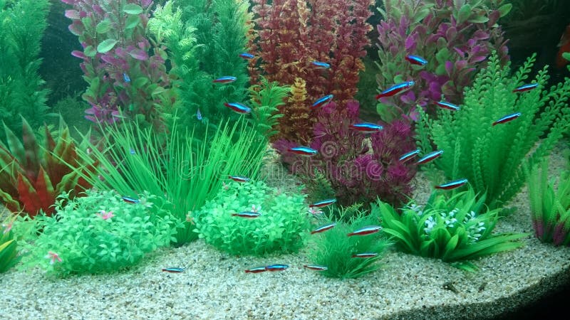 Neon fish stock photo. Image of plant, imaengine, natural - 52474704