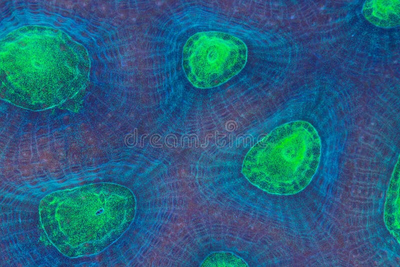 Neon green favia stock photo. Image of macro, blend, coralite - 28236646