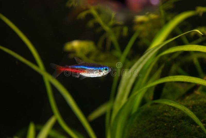 Neon Green Tropical Fish