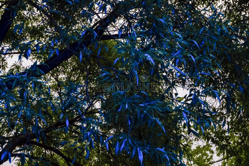 Neon Light on the Green Leaves of the Tree. Stock Photo - Image of ...