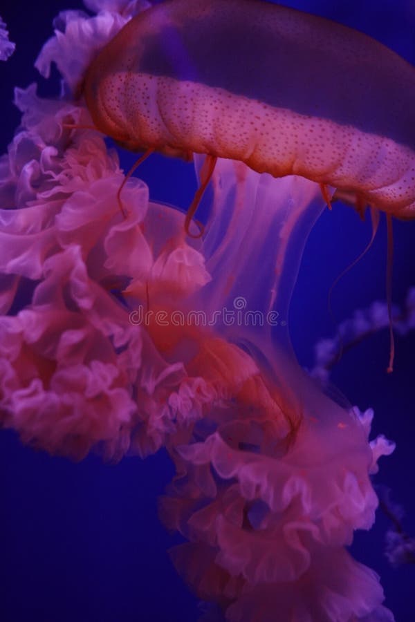 Neon-lit Majestic Jellyfish Display Stock Image - Image of ...