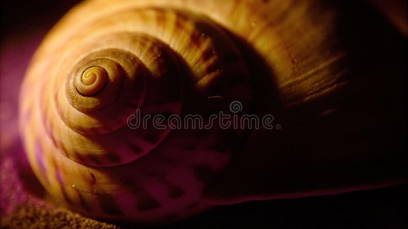 Neon Macro Shot of Seashell Under Ultraviolet Light Revealing Hidden ...