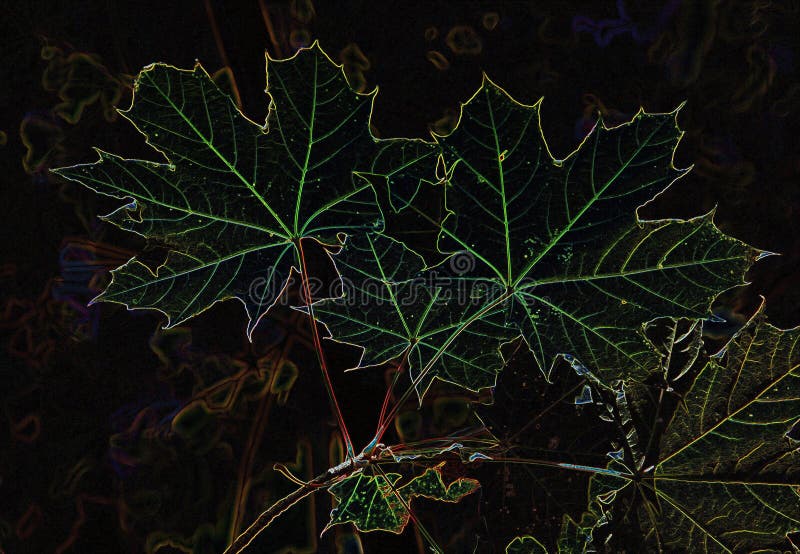 Neon maple leaves stock illustration. Illustration of maple - 102879282
