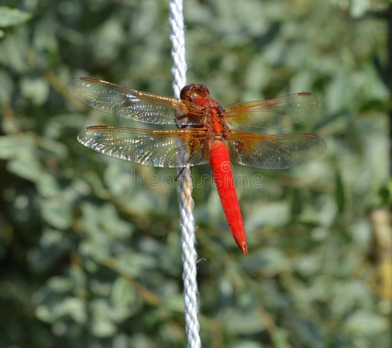 Neon Skimmer Dragonfly, Libellula Croceipennis Stock Photo - Image of ...