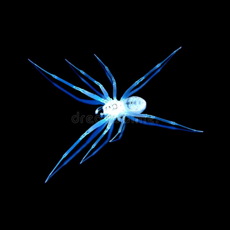 Neon spider stock photo. Image of spider, fluorescence - 6742434