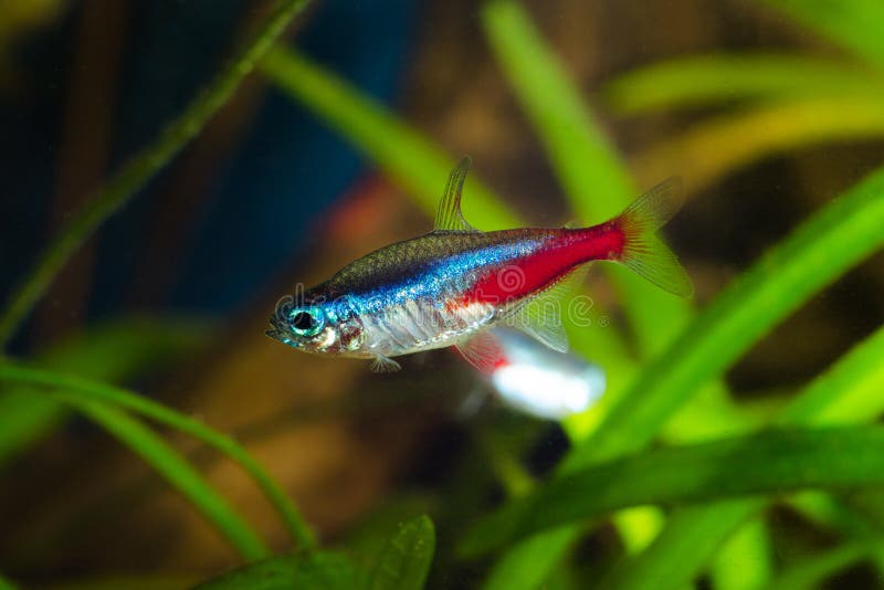 Neon Tetra Fish in Aquarium Stock Image - Image of neon, china: 141214801