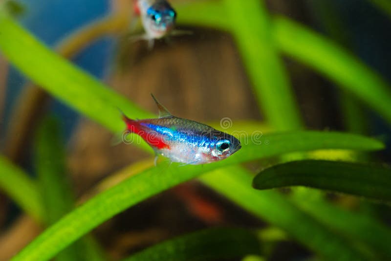 Neon Tetra Fish in Aquarium Stock Image - Image of green, asia: 141214857