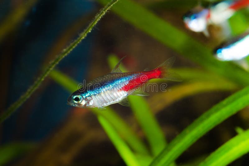 Neon Tetra Fish in Aquarium Stock Image - Image of japanese, natural ...