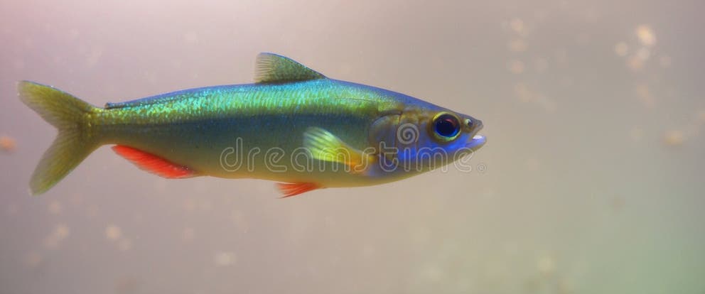Neon Tetra Fish in Clear Water Stock Illustration - Illustration of ...