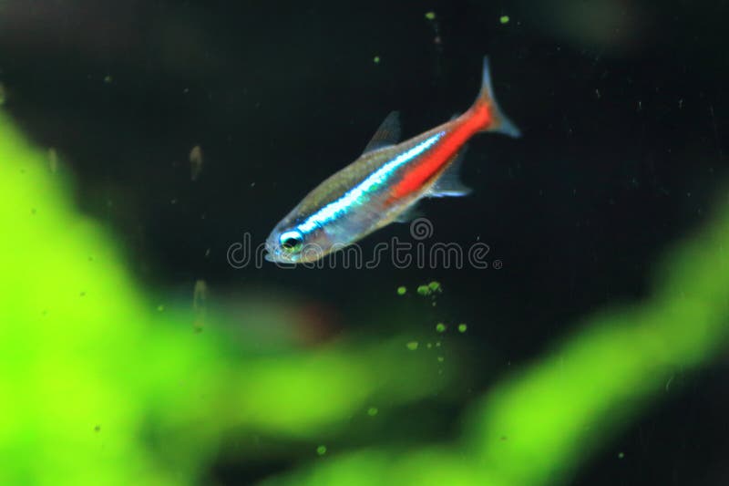 Neon tetra stock image. Image of paracheirodon, innesi - 378793833